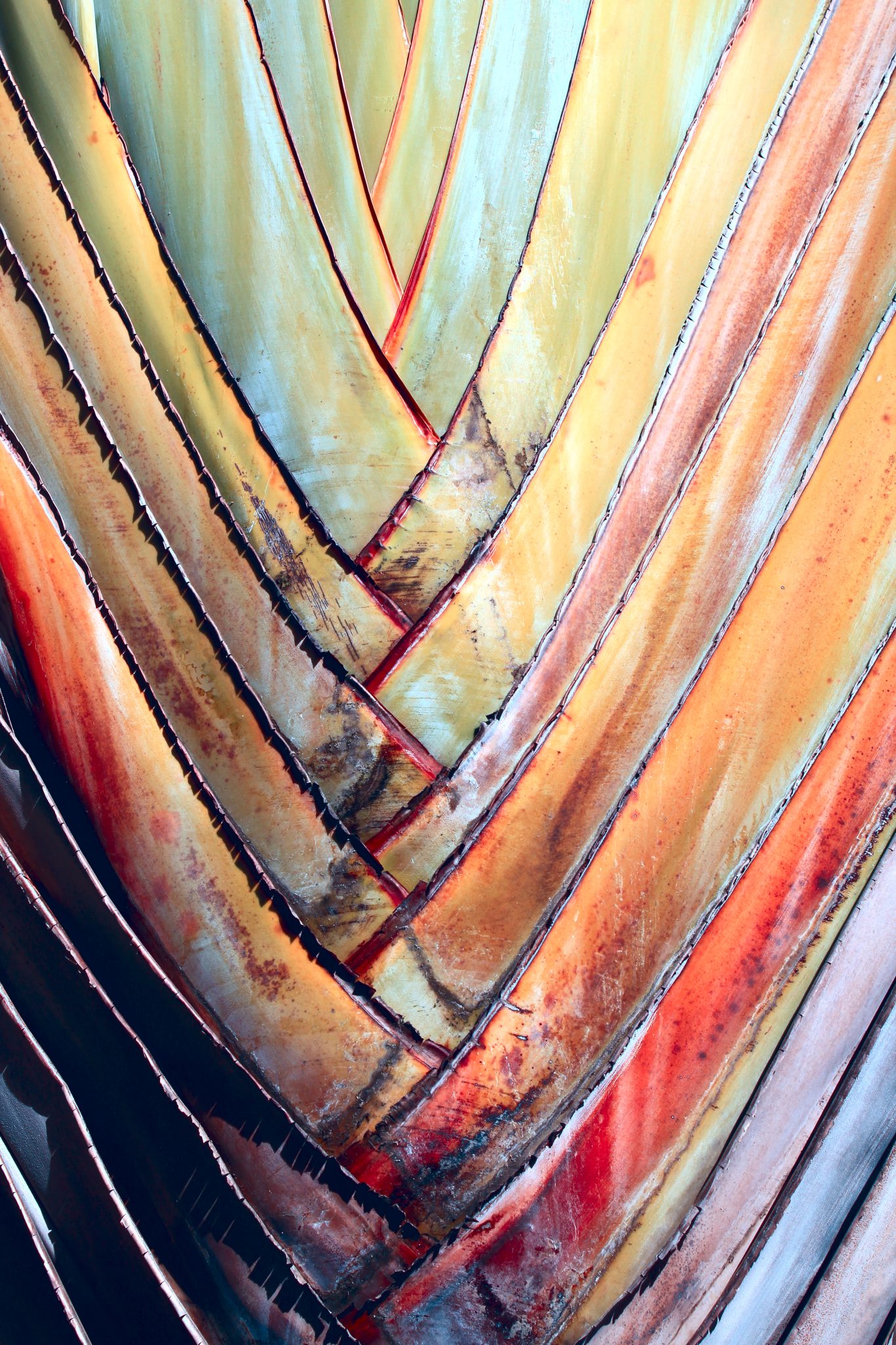 Fächer | Foto von Ralf Becker, Fotokünstler